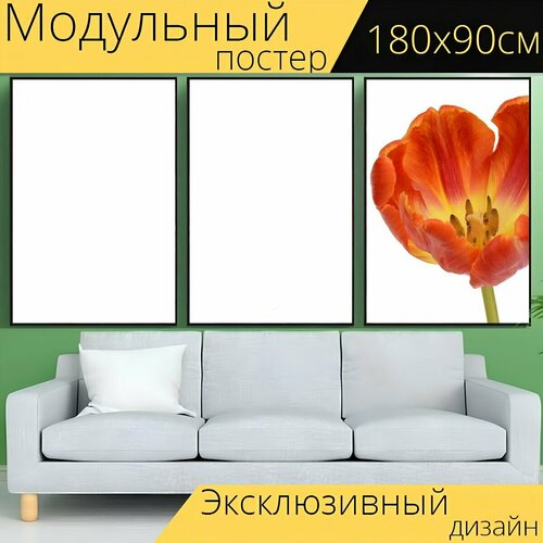 Модульный постер "Тюльпаны, расцветает, весна" 180 x 90 см. для интерьера