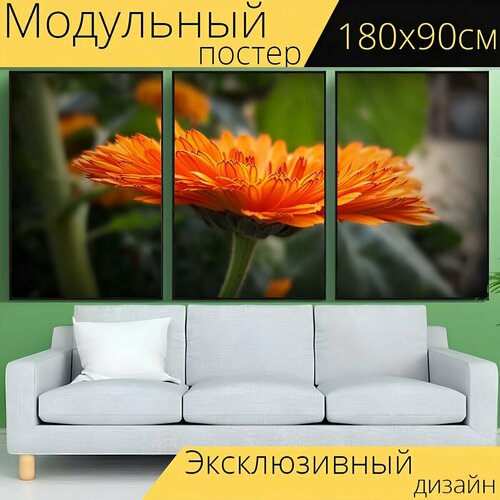 Модульный постер "Календулы, оранжевый цветок, закрыть" 180 x 90 см. для интерьера