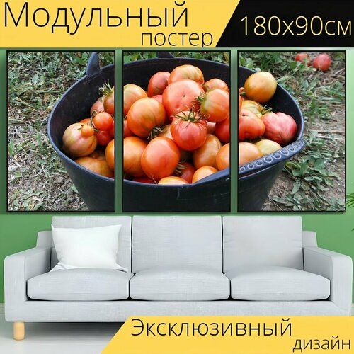 Модульный постер "Помидоры, уборка урожая, фруктовый сад" 180 x 90 см. для интерьера
