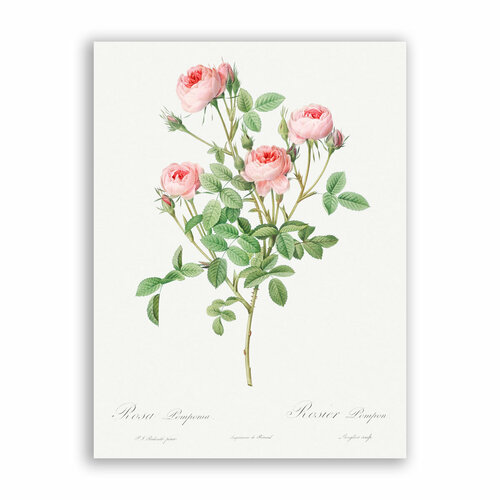 Картина на холсте, репродукция / Пьер-Жозеф Редуте - Burgundian Rose / Размер 40 x 53 см