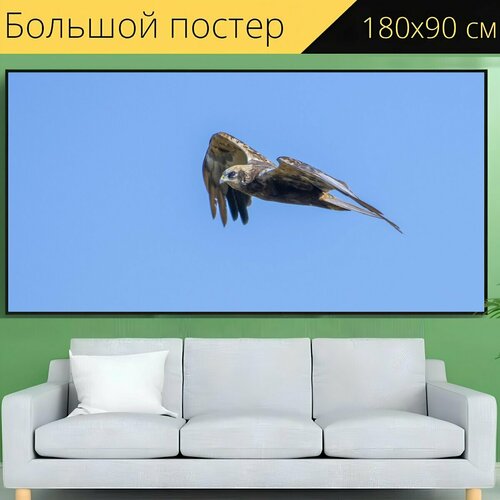 Большой постер "Канюк, полет, хищная птица" 180 x 90 см. для интерьера