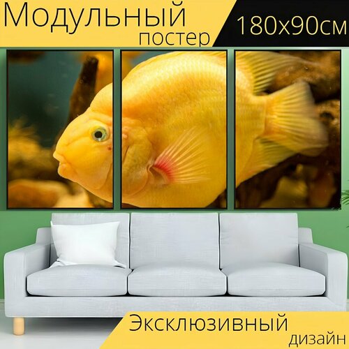 Модульный постер "Рыбы, аквариум, вода" 180 x 90 см. для интерьера
