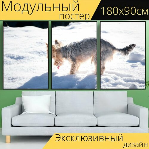 Модульный постер "Собака, йоркширский терьер, зима" 180 x 90 см. для интерьера