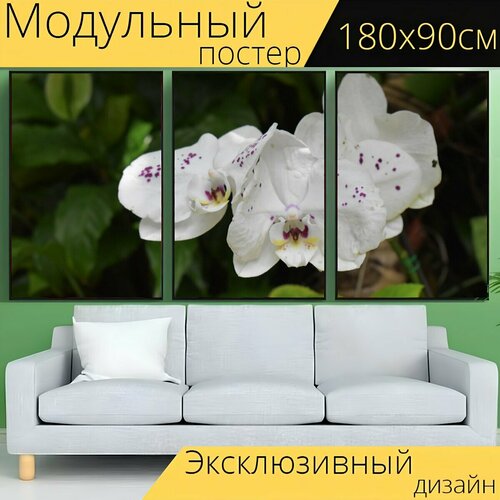 Модульный постер "Орхидея, белый, цветок" 180 x 90 см. для интерьера