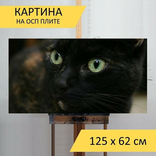 Картина на ОСП 125х62 см. "Кот, домашняя кошка, кошачьи глаза" горизонтальная, для интерьера, с креплениями