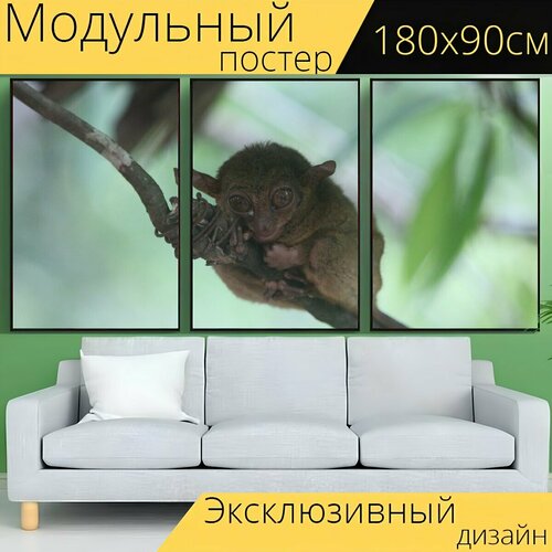 Модульный постер "Лапки, лапчатка обезьяна, долгопятая обезьяна" 180 x 90 см. для интерьера