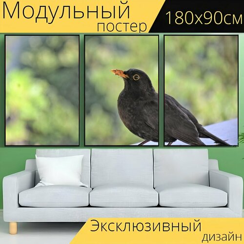 Модульный постер "Черный дрозд, птица, животное" 180 x 90 см. для интерьера
