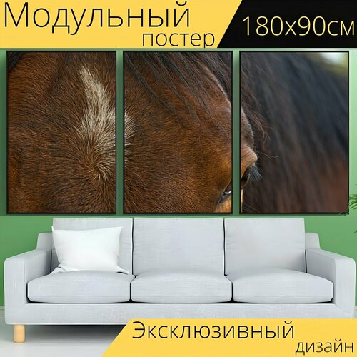 Модульный постер "Лошадь, глаз, отражение" 180 x 90 см. для интерьера