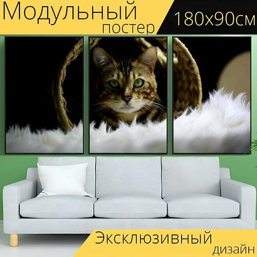 Модульный постер "Кошка, бенгал, фото кота" 180 x 90 см. для интерьера