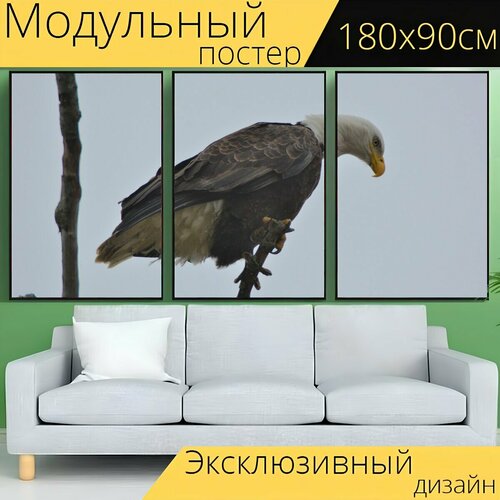 Модульный постер "Американский белоголовый орлан, птица, американец" 180 x 90 см. для интерьера