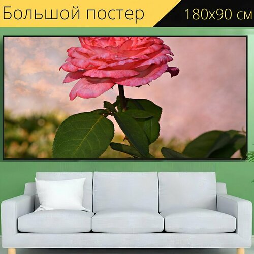 Большой постер "Розовая роза, цветок, завод" 180 x 90 см. для интерьера