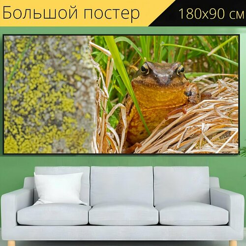 Большой постер "Обыкновенная жаба, жаба, амфибия" 180 x 90 см. для интерьера