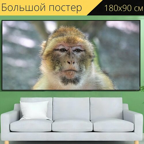 Большой постер "Варварская макака, обезьяна, животное" 180 x 90 см. для интерьера