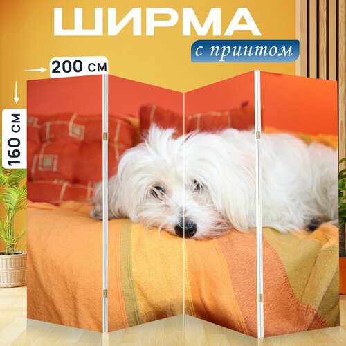 Ширма перегородка с принтом "Собака, белая собака, маленькая собака" на холсте - 200x160 см. для зонирования, раскладная