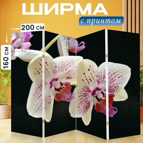 Ширма перегородка с принтом "Орхидея, фаленопсис, бабочки орхидеи" на холсте - 200x160 см. для зонирования, раскладная
