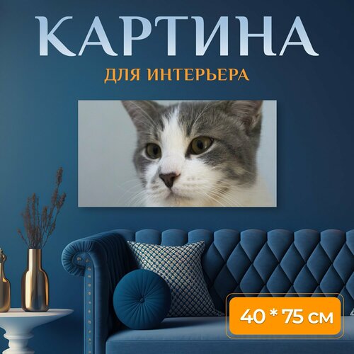 Картина на холсте "Кошка, домашний питомец, животные" на подрамнике 75х40 см. для интерьера