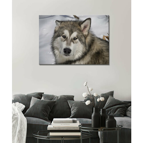 Картина - Маламут, аляскинский маламут, маламут собака, маламут порода (8) 40х60