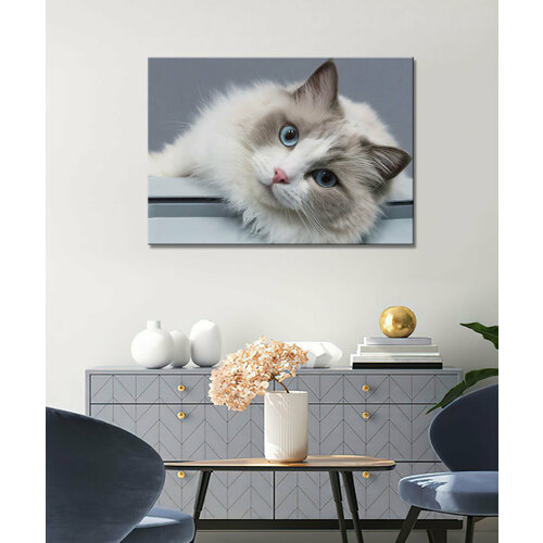 Картина - кошка, рэгдолл, домашняя кошка, ласковая кошка, кот (252) 30х40