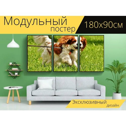 Модульный постер "Собака, кавалер кинг чарльз спаниель, веселая" 180 x 90 см. для интерьера