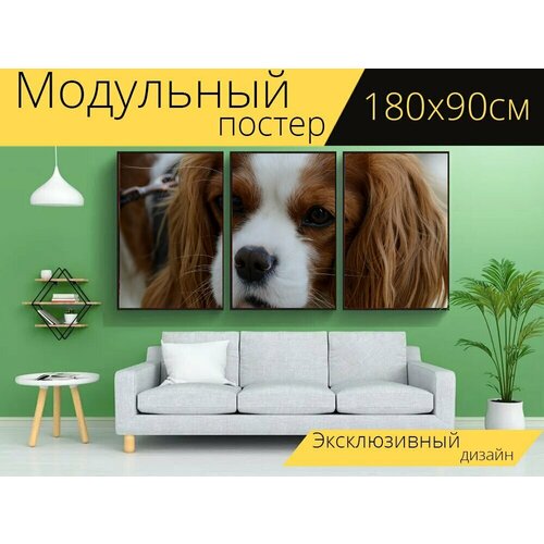 Модульный постер "Собака, кавалер кинг чарльз спаниель, веселая" 180 x 90 см. для интерьера