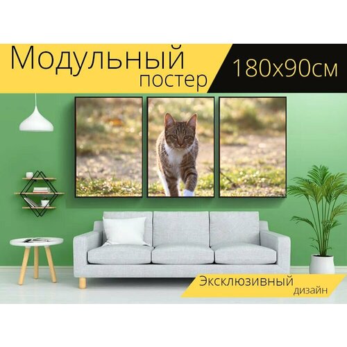 Модульный постер "Кот, утренняя роса, трава" 180 x 90 см. для интерьера