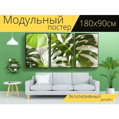 Модульный постер "Монстера, завод, листья" 180 x 90 см. для интерьера