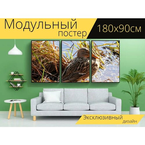 Модульный постер "Утка, кряква, озеро" 180 x 90 см. для интерьера