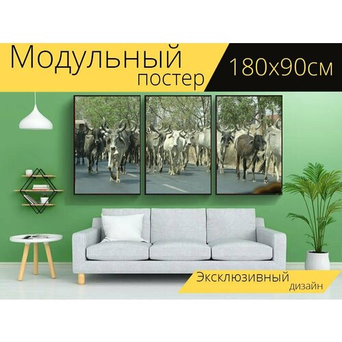 Модульный постер "Индия, коровы, бычий" 180 x 90 см. для интерьера