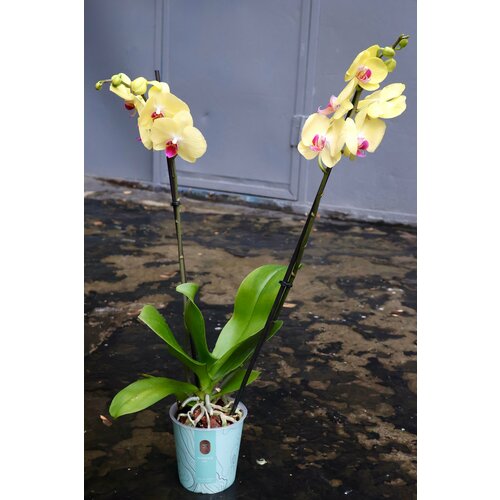Жёлтая Орхидея Фаленопсис (D-12 H-60)