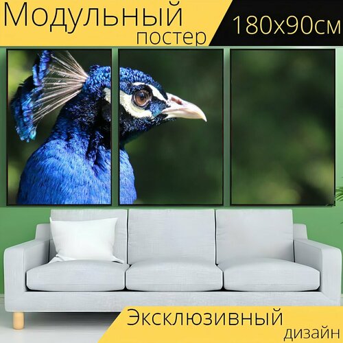 Модульный постер "Павлин, синий, птица" 180 x 90 см. для интерьера