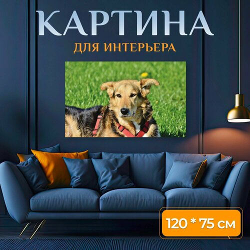 Картина на холсте "Овчарка метис, смешанные породы собак, собака" на подрамнике 120х75 см. для интерьера
