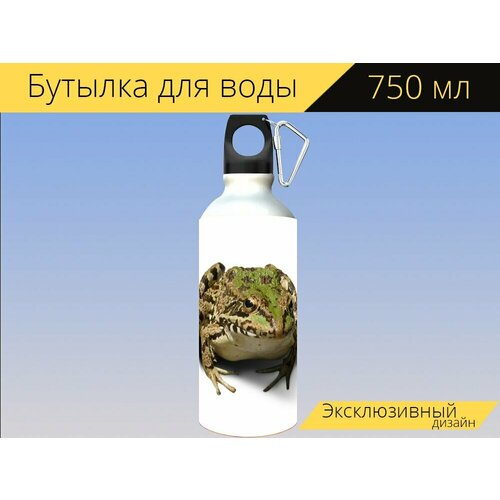 Бутылка фляга для воды "Лягушка, обрезанное изображение, бездонная лягушка" 750 мл. с карабином и принтом