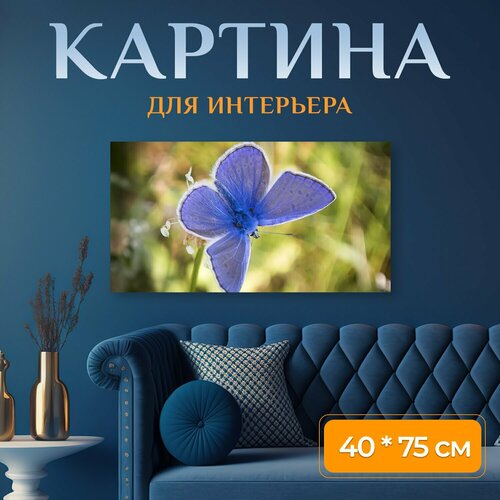 Картина на холсте "Бабочка, синяя синица, бабочки" на подрамнике 75х40 см. для интерьера
