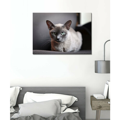 Картина - кошка, тонкинская кошка, зелёные глаза, домашняя кошка, ласковая кошка, кот (131) 50х70