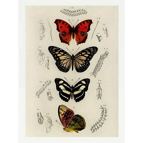 Плакат, постер на холсте старинная гравюра. Коллекция бабочек. Размер 30 х 42 см