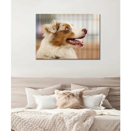 Картина - Австралийская овчарка, аусси, аусси собака, овчарка аусси, аусси шерсть, аусси мордочка (44) 60х80