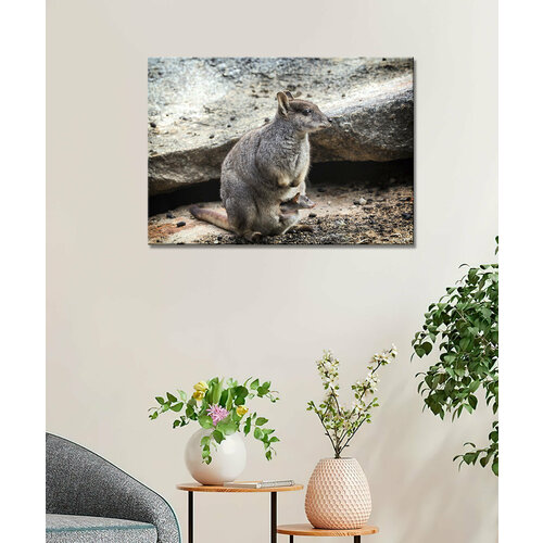 Картина - кенгуру, маленький кенгуру, кенгуру в камнях, малыш кенгуру (37) 50х70