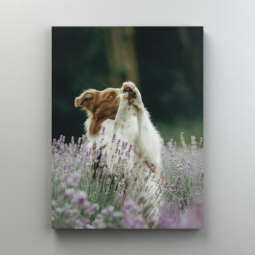 Интерьерная картина на холсте "Собака Австралийская овчарка (Аусси) стоит на двух лапках" размер 45x60 см
