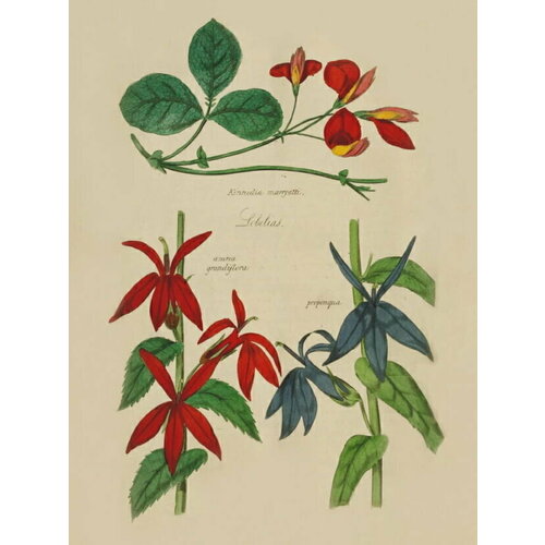 Плакат, постер на бумаге Kennedia Marryath, Azurea Grandiflora, Propenqua/искусство/арт/абстракция/творчество. Размер 42 х 60 см