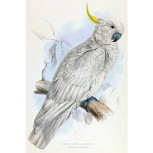Плакат, постер на холсте White-headed cockatoo-Edward Lear/Большой белохохлый какаду-Эдвард Лир. Размер 60 на 84 см
