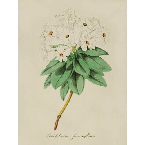 Плакат, постер на бумаге Rhododendron Jasminiflorum/искусство/арт/абстракция/творчество. Размер 42 х 60 см
