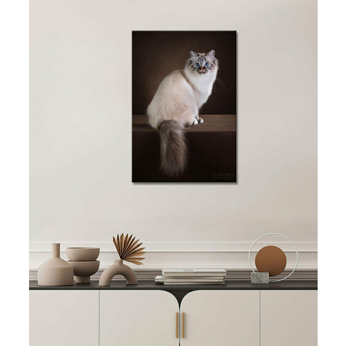 Картина - бирманская кошка, белая шерсть, пушистая кошка, ласковая кошка (30) 40х60