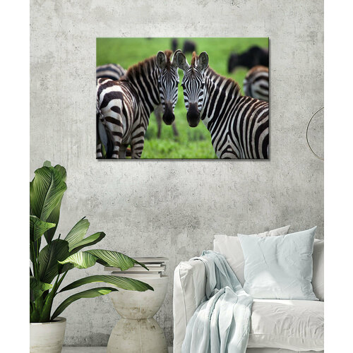 Картина - Зебры, полосатая зебра, красивая зебра, глаза зебры (20) 30х40