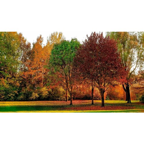 Картина на холсте 60x110 Альянс Лес "Деревья осень парк" на подрамнике / интерьер/ декор