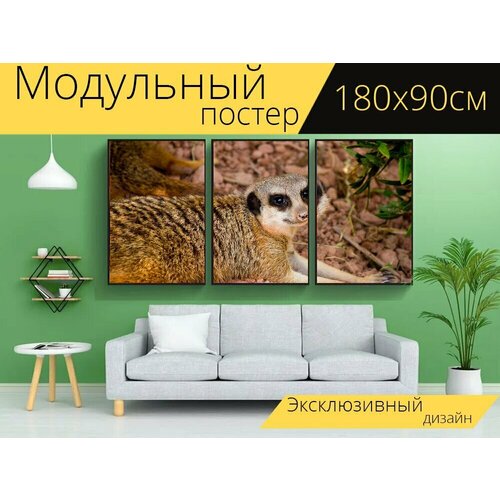 Модульный постер "Сурикат, животное, милый" 180 x 90 см. для интерьера