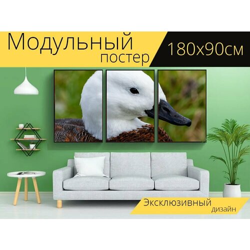 Модульный постер "Рай пеганка, новой зеландии утка, белая голова утки" 180 x 90 см. для интерьера