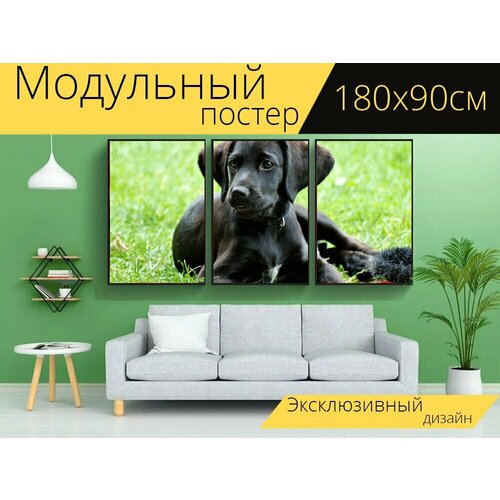 Модульный постер "Лабрадор, щенок, чернить" 180 x 90 см. для интерьера