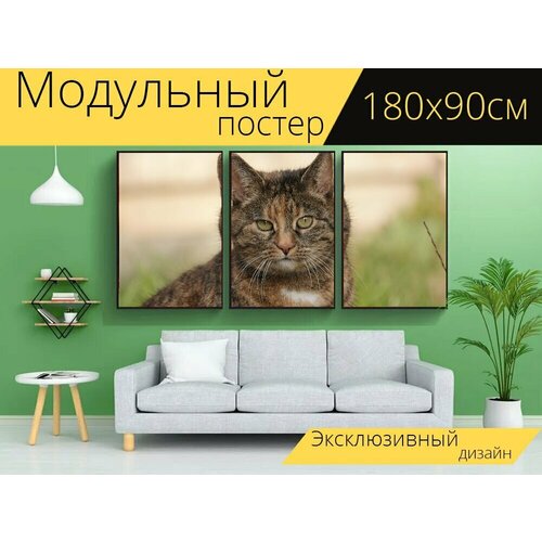 Модульный постер "Кот, закрывать, посмотреть" 180 x 90 см. для интерьера