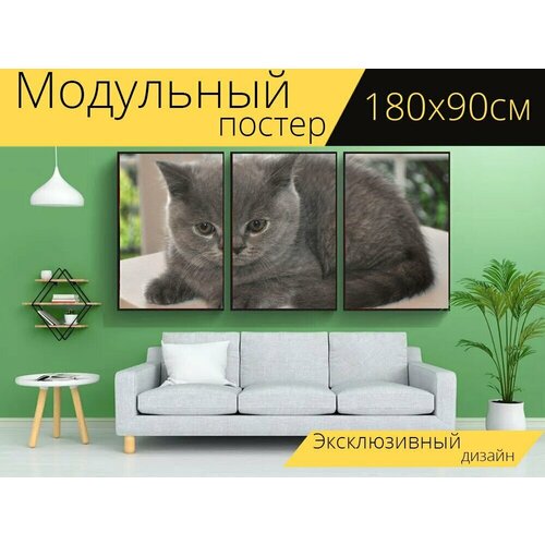 Модульный постер "Кошка, котенок, мальчик" 180 x 90 см. для интерьера