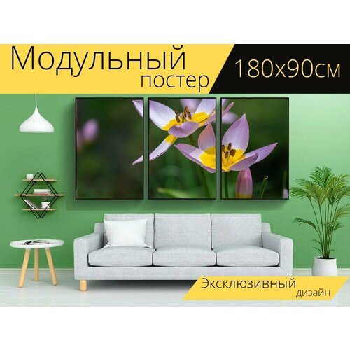 Модульный постер "Тюльпаны, дикие тюльпаны, расцветает" 180 x 90 см. для интерьера